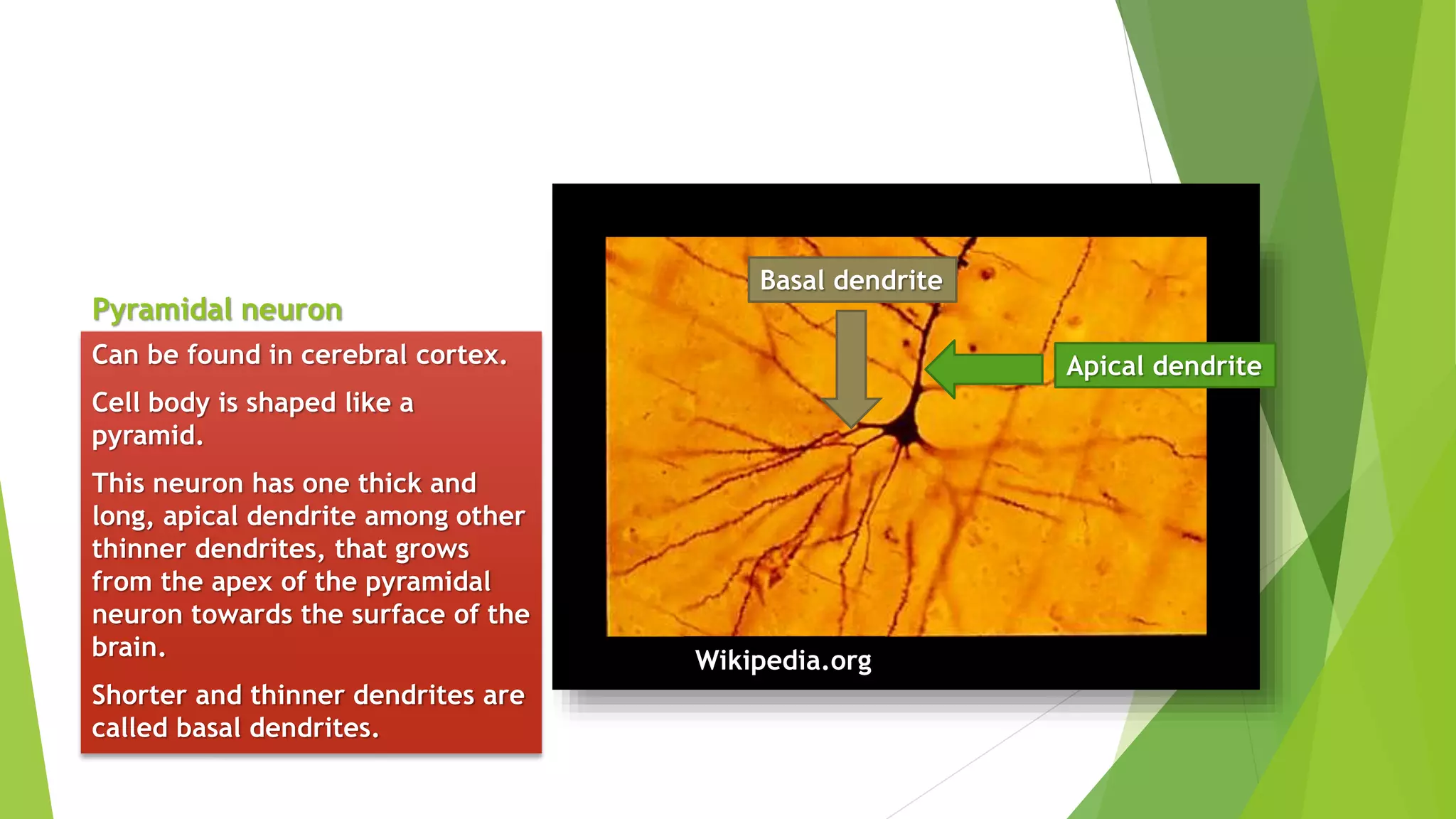 Microanatomy and neurons | PPSX