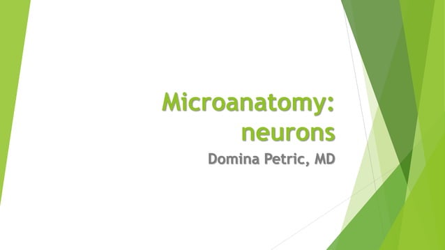 Microanatomy and neurons | PPT