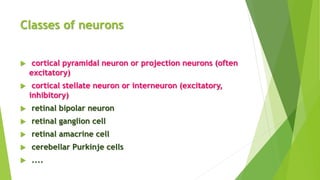 Microanatomy and neurons | PPSX
