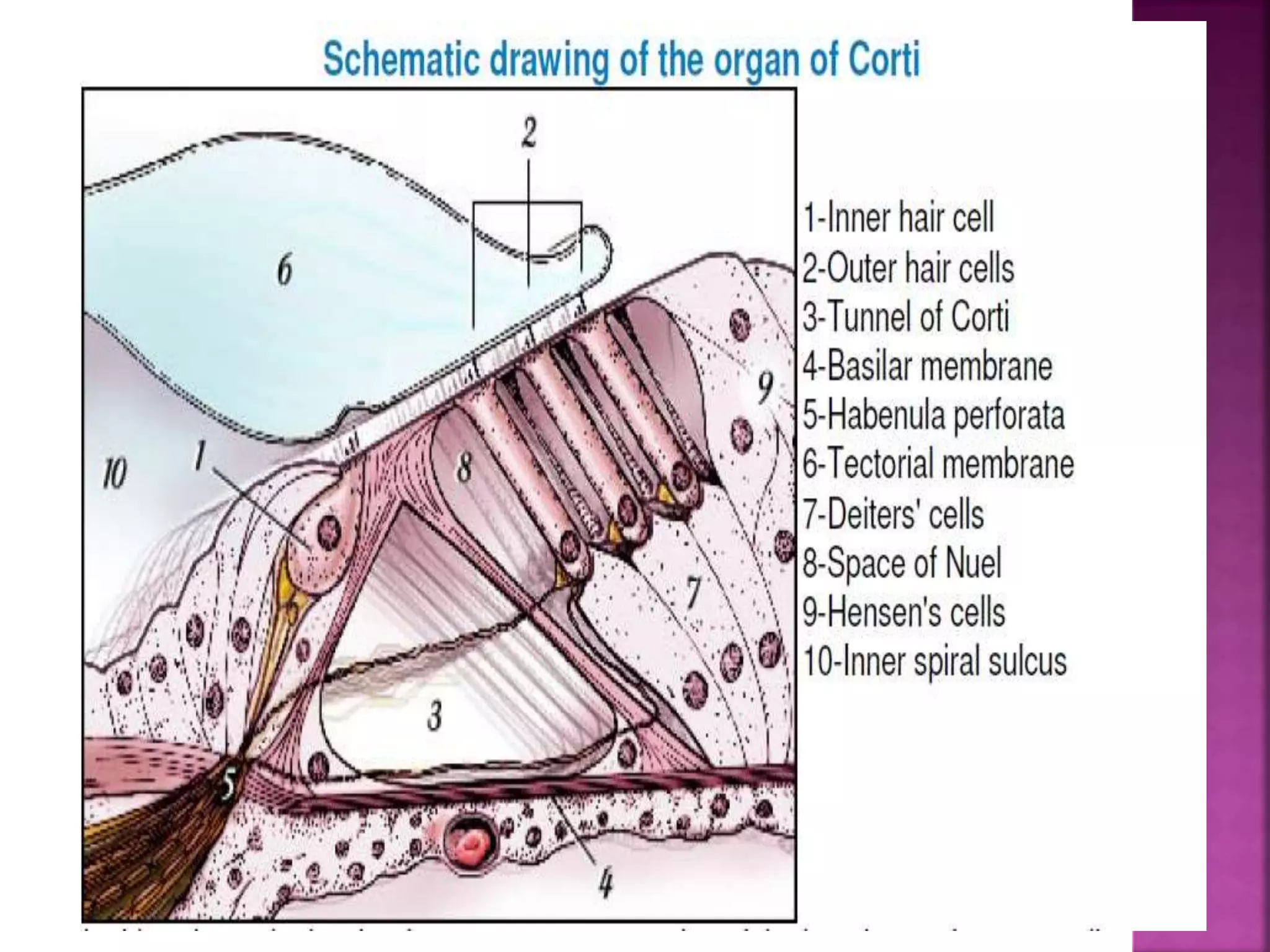 Micro anatomy of cochlea humans and animals | PPTX