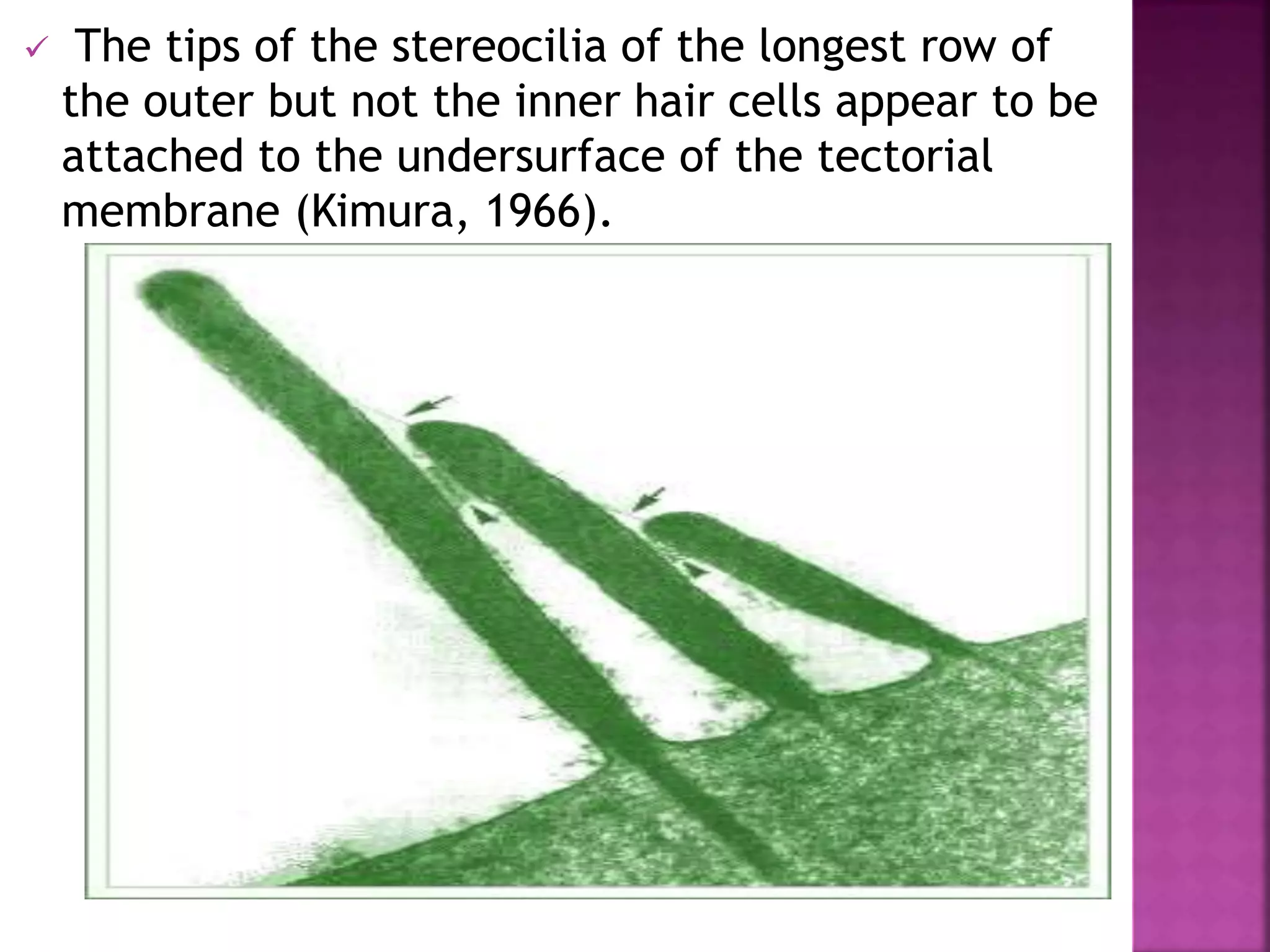 Micro anatomy of cochlea humans and animals | PPTX | Ear, Nose and ...