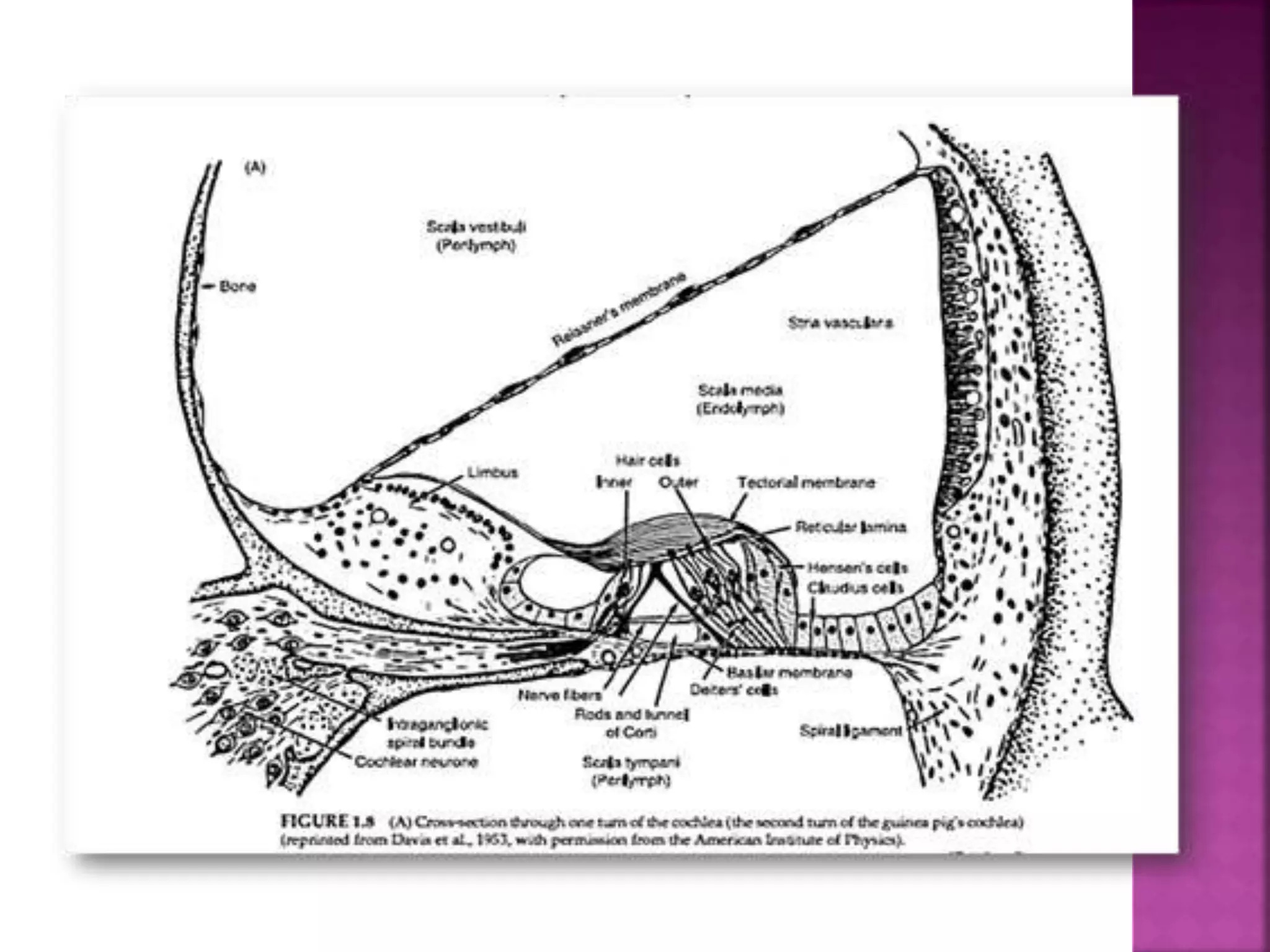 Micro anatomy of cochlea humans and animals | PPTX