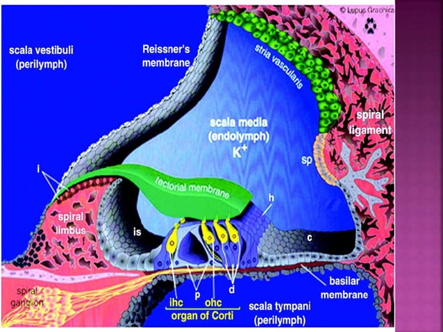 Micro anatomy of cochlea humans and animals | PPTX | Ear, Nose and ...