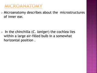 Micro anatomy of cochlea humans and animals | PPTX