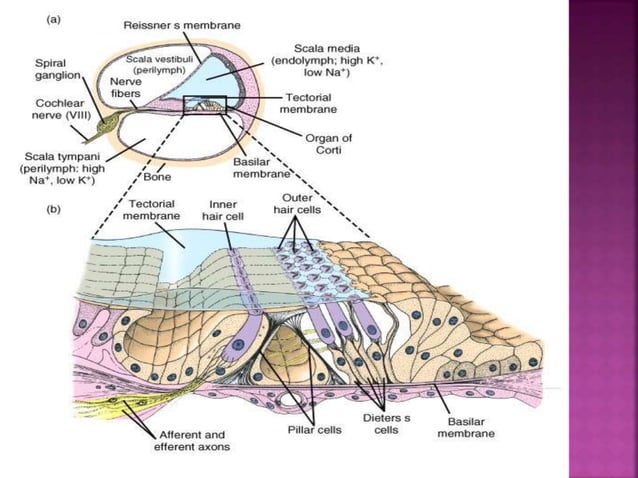 Micro anatomy of cochlea humans and animals | PPTX | Ear, Nose and ...