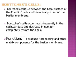 Micro anatomy of cochlea humans and animals | PPTX