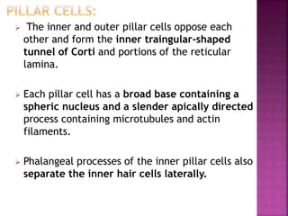 Micro anatomy of cochlea humans and animals | PPTX