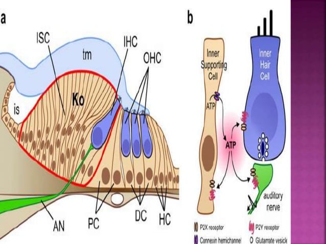 Micro anatomy of cochlea humans and animals | PPTX | Ear, Nose and ...