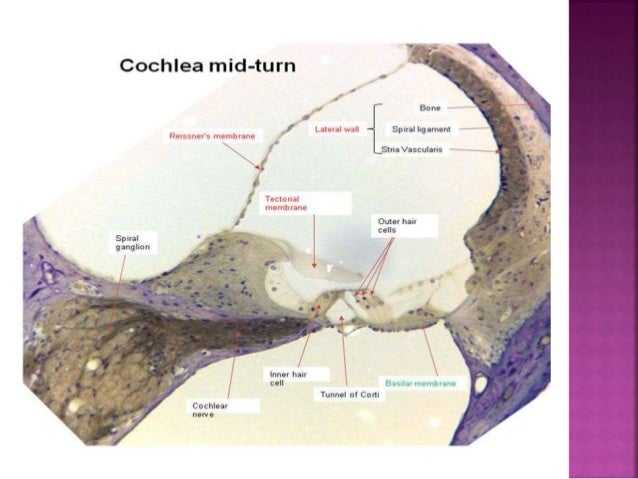 Micro anatomy of cochlea humans and animals