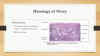 Microanatomy of female reproductive system(Ovary_Tube_Uterus)_part (1).pptx