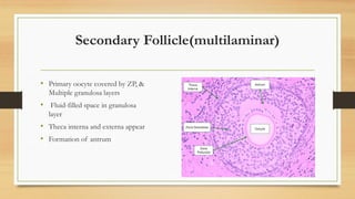 Microanatomy of female reproductive system(Ovary_Tube_Uterus)_part (1).pptx