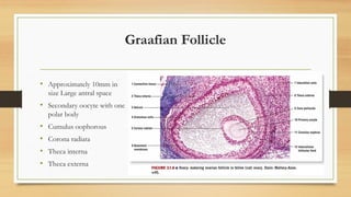Microanatomy of female reproductive system(Ovary_Tube_Uterus)_part (1).pptx