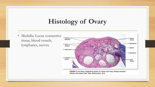 Microanatomy of female reproductive system(Ovary_Tube_Uterus)_part (1).pptx