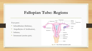 Microanatomy of female reproductive system(Ovary_Tube_Uterus)_part (1).pptx