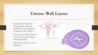 Microanatomy of female reproductive system(Ovary_Tube_Uterus)_part (1).pptx