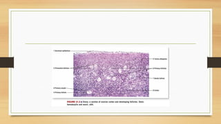 Microanatomy of female reproductive system(Ovary_Tube_Uterus)_part (1).pptx