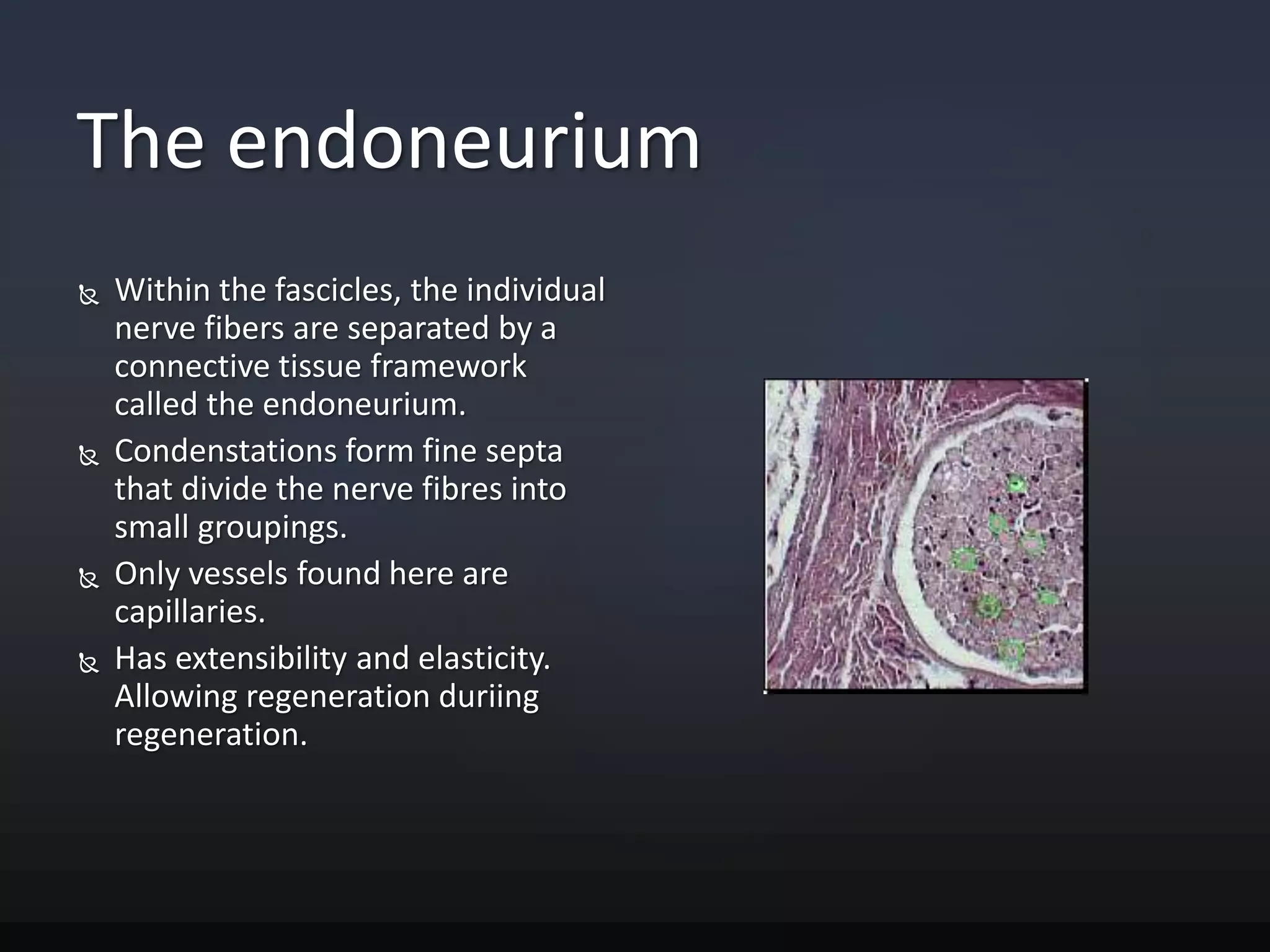 Microanatomy of the nerve | PPTX