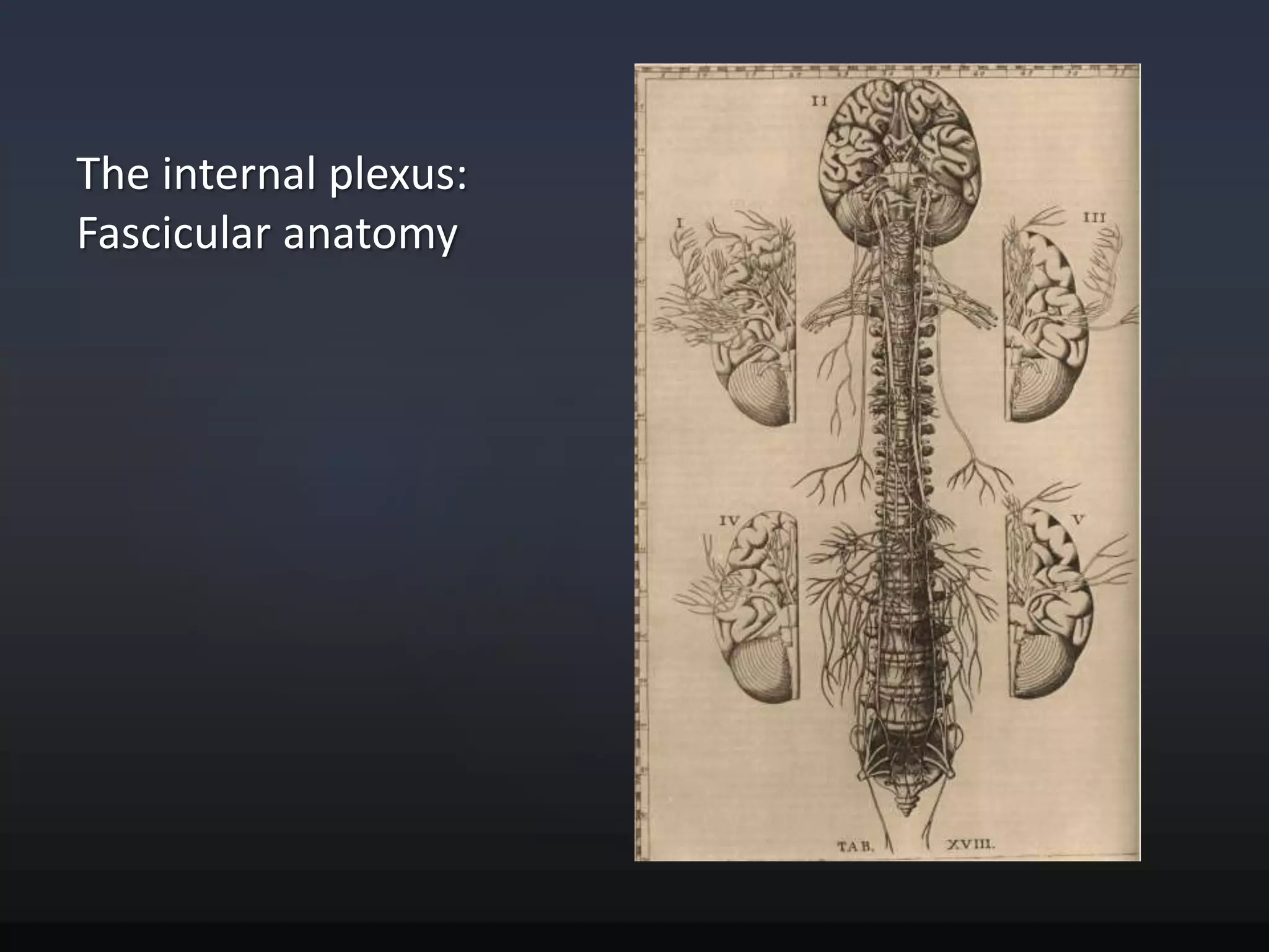 Microanatomy of the nerve | PPTX