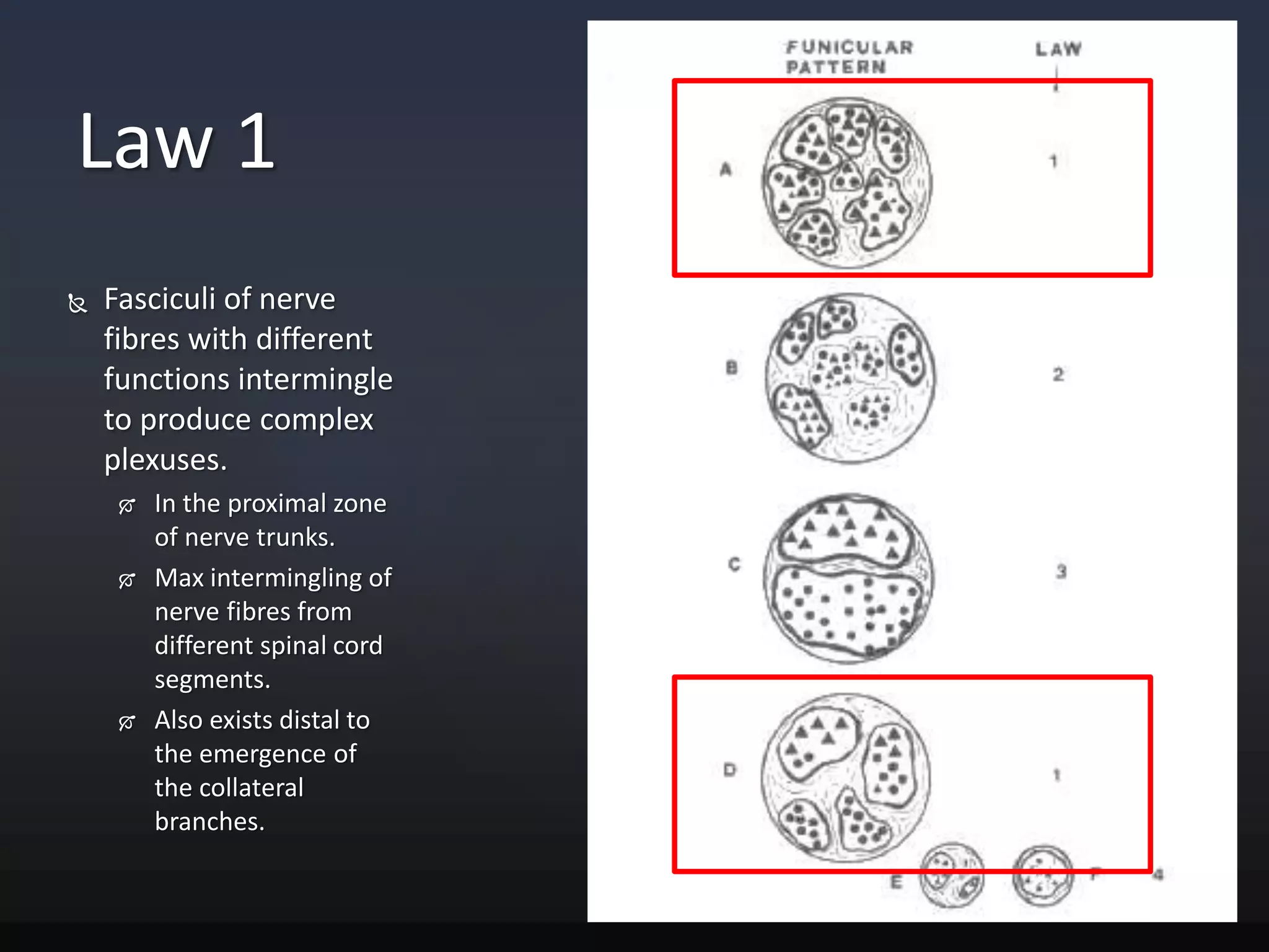 Microanatomy of the nerve | PPTX