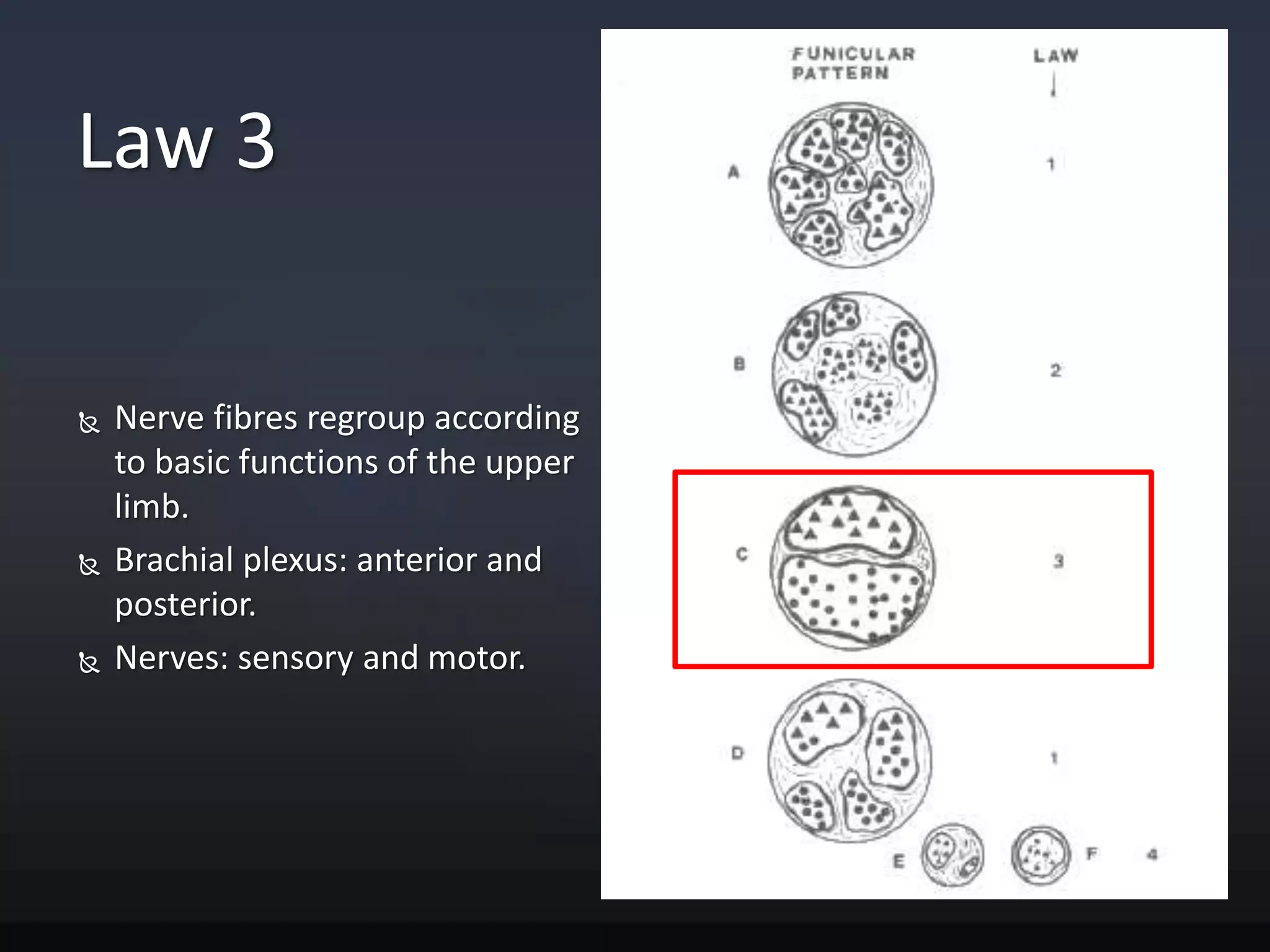 Microanatomy of the nerve | PPTX