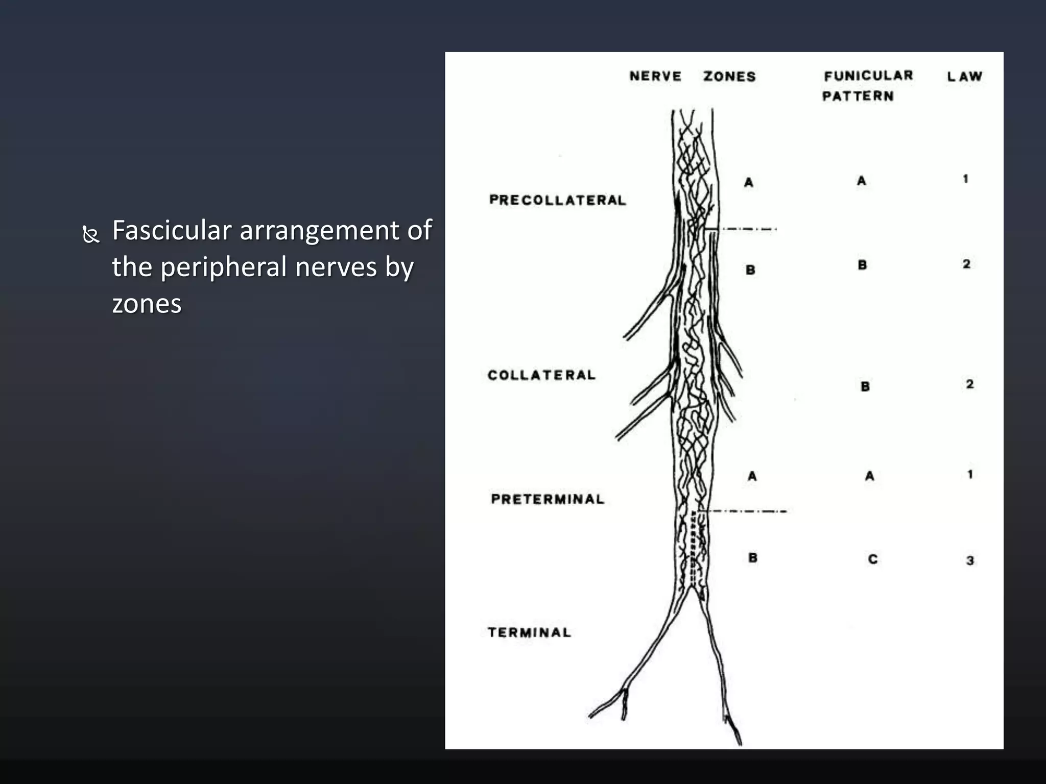 Microanatomy of the nerve | PPTX
