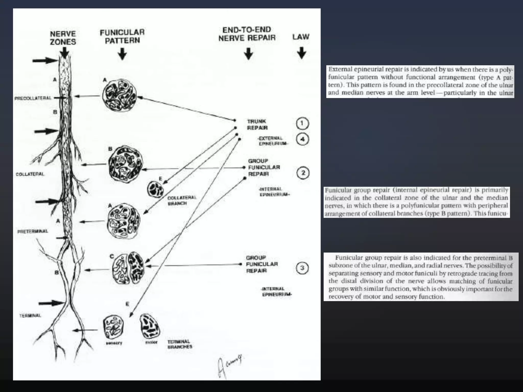 Microanatomy of the nerve | PPTX