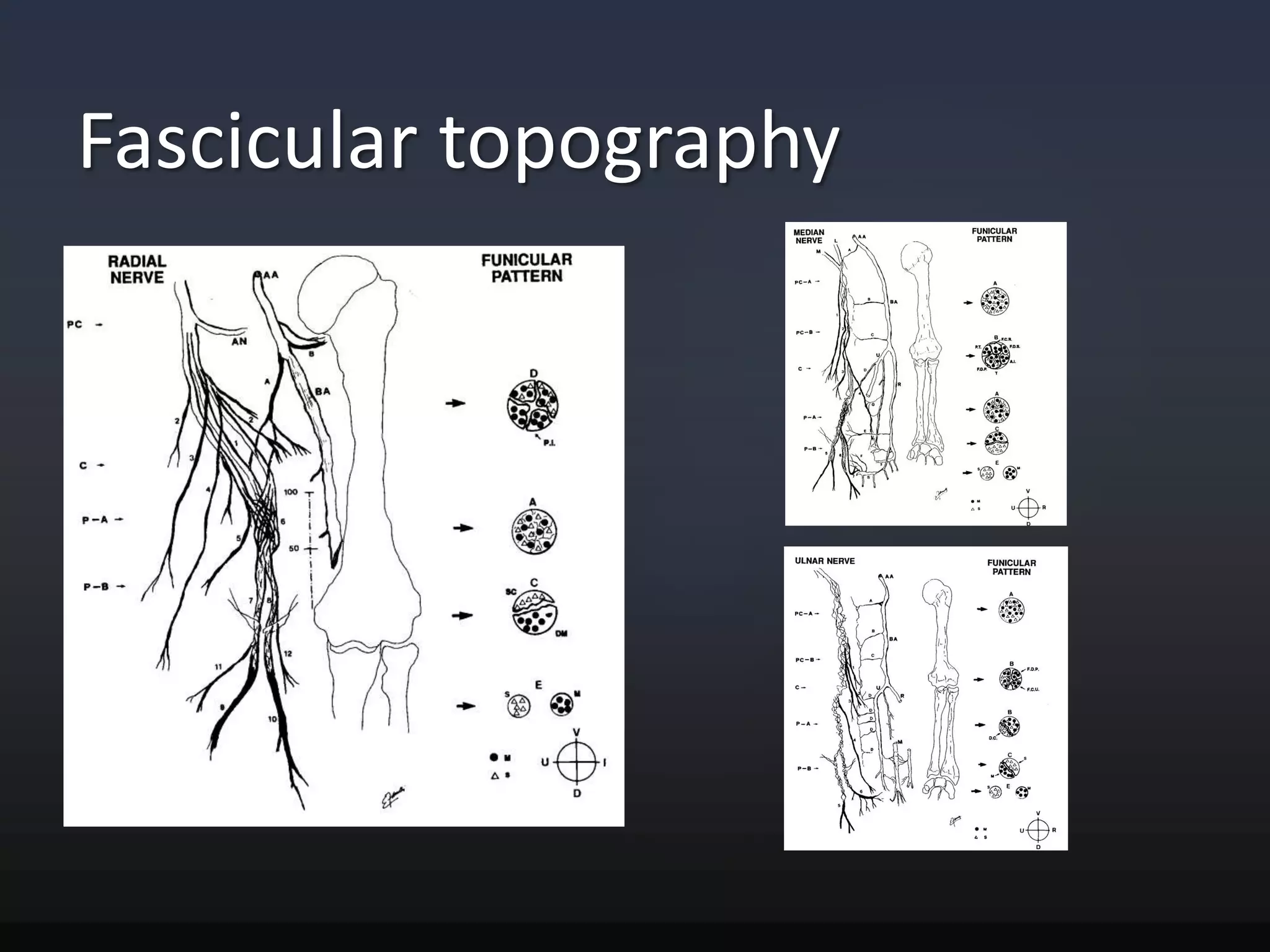 Microanatomy of the nerve | PPTX