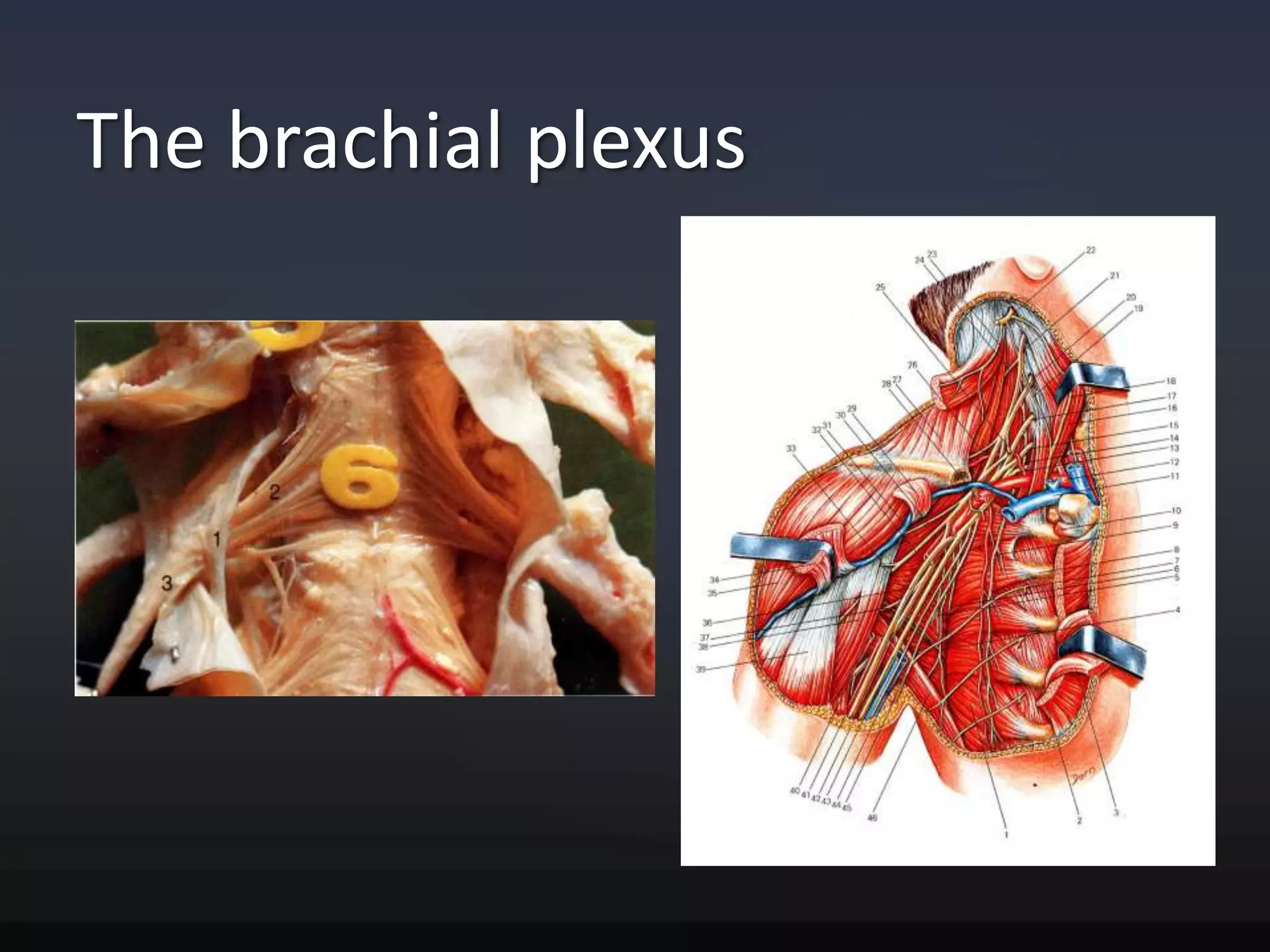 Microanatomy of the nerve | PPTX