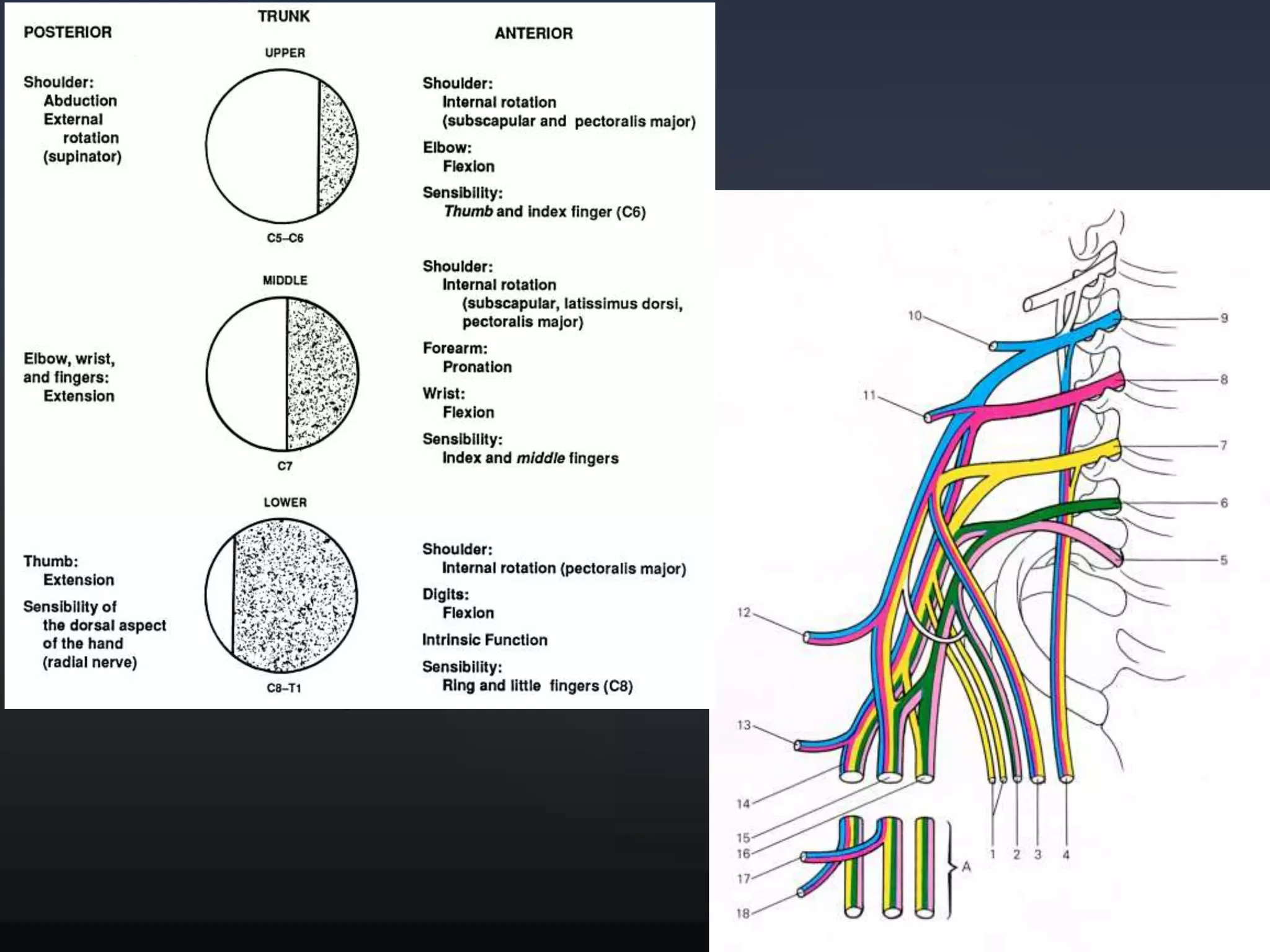 Microanatomy of the nerve | PPTX