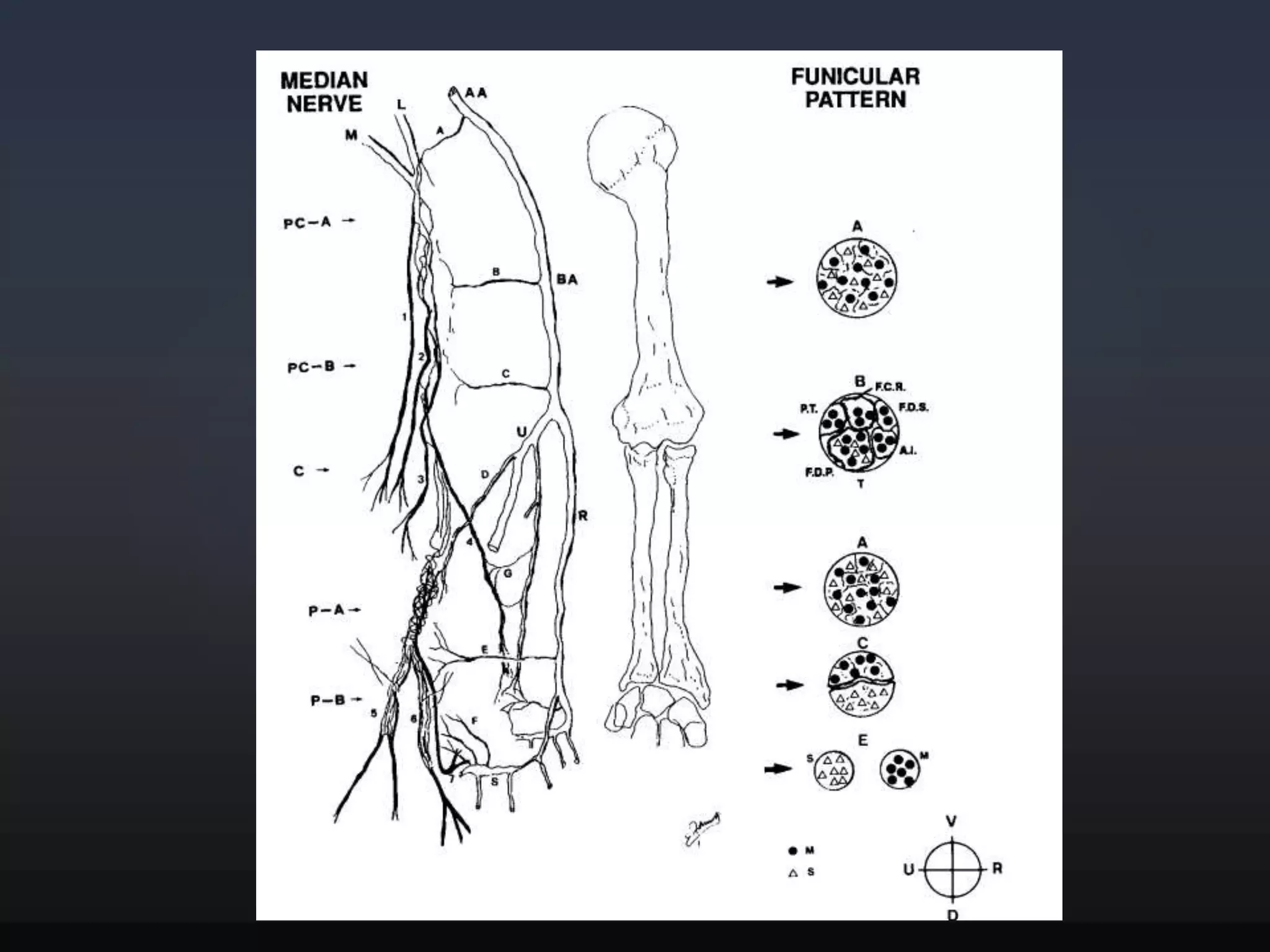 Microanatomy of the nerve | PPTX