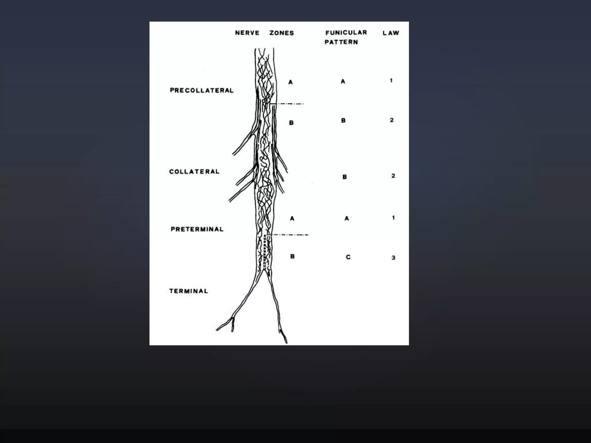 Microanatomy of the nerve | PPTX