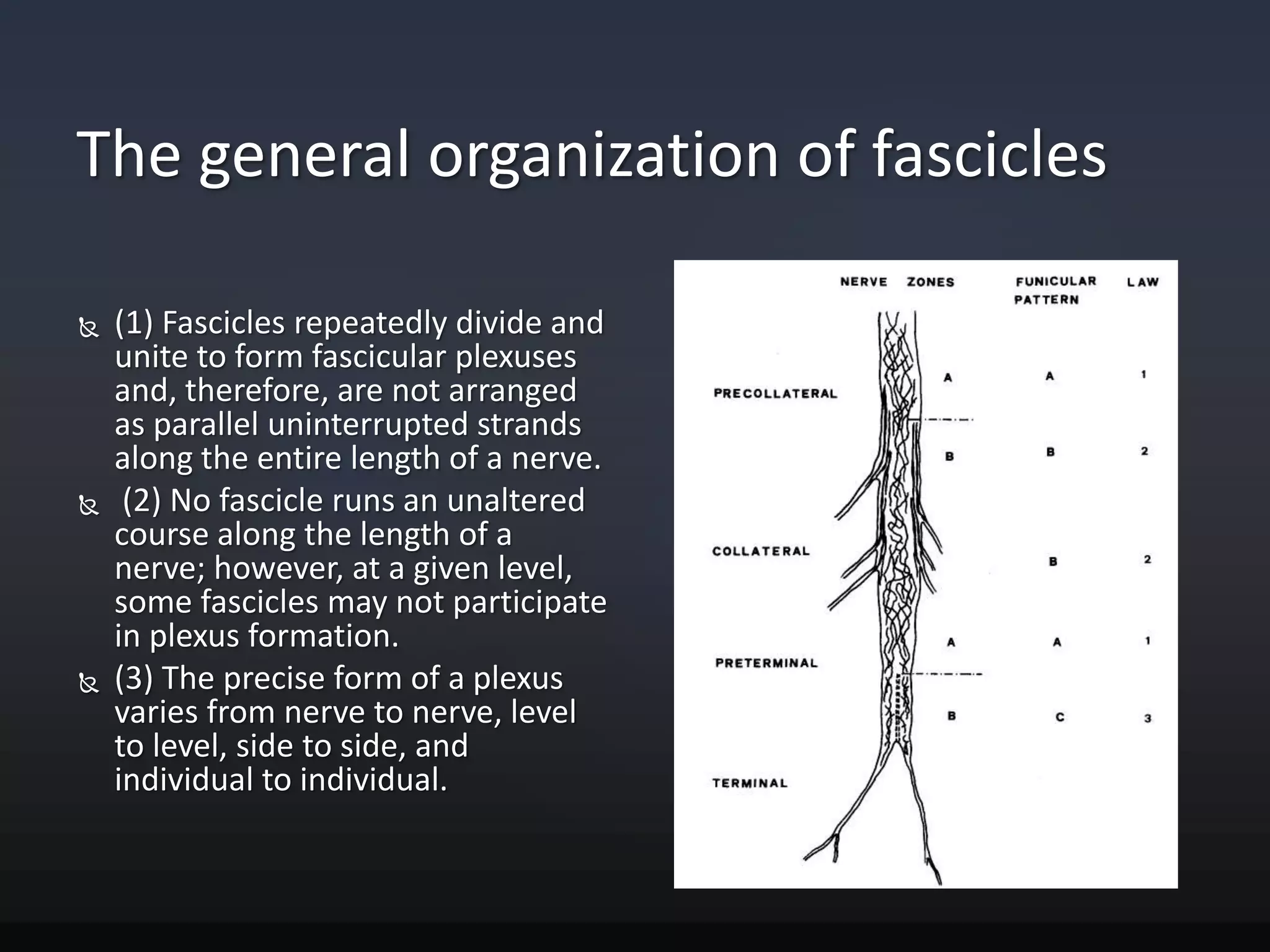 Microanatomy of the nerve | PPTX