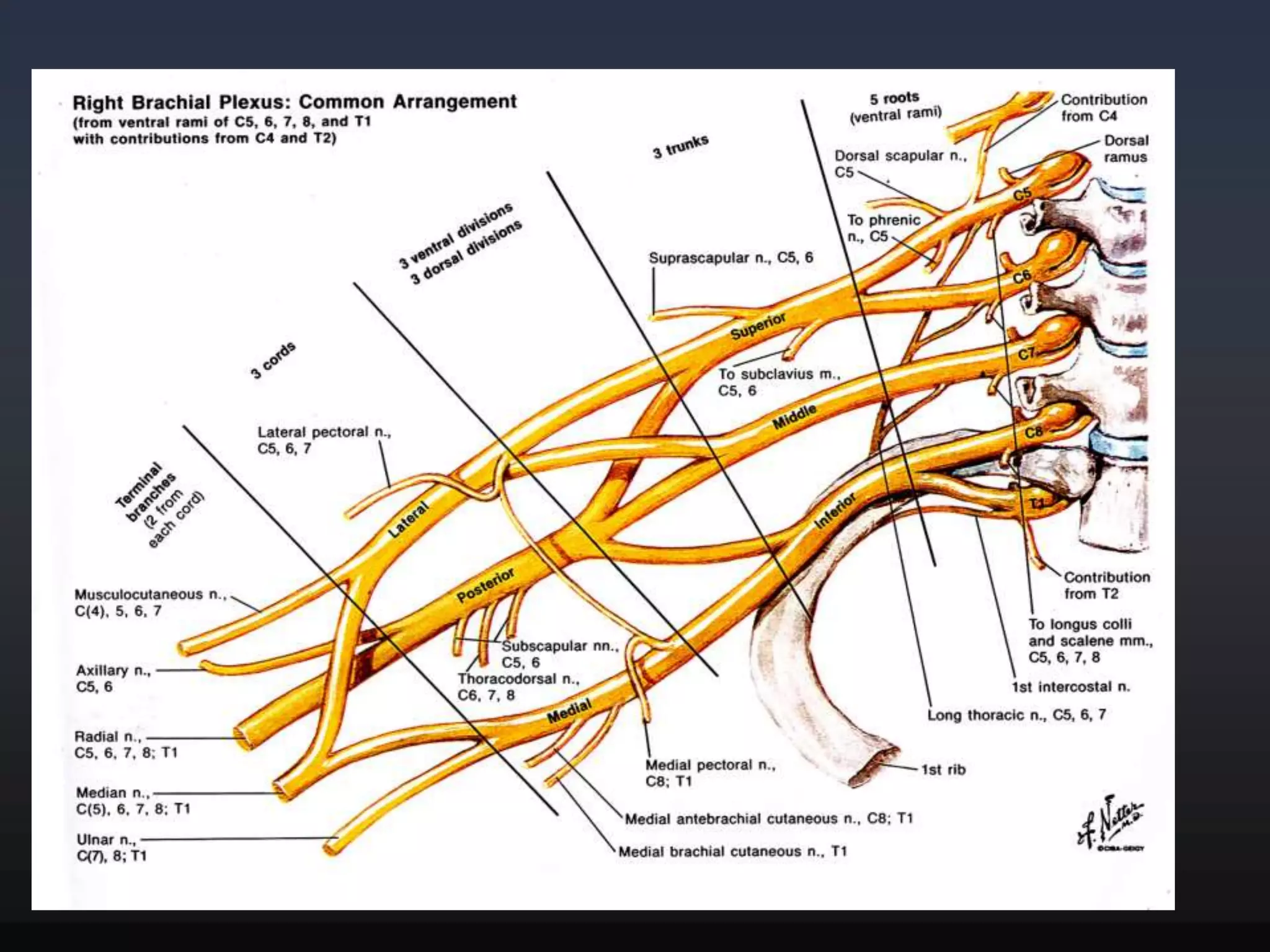Microanatomy of the nerve | PPTX