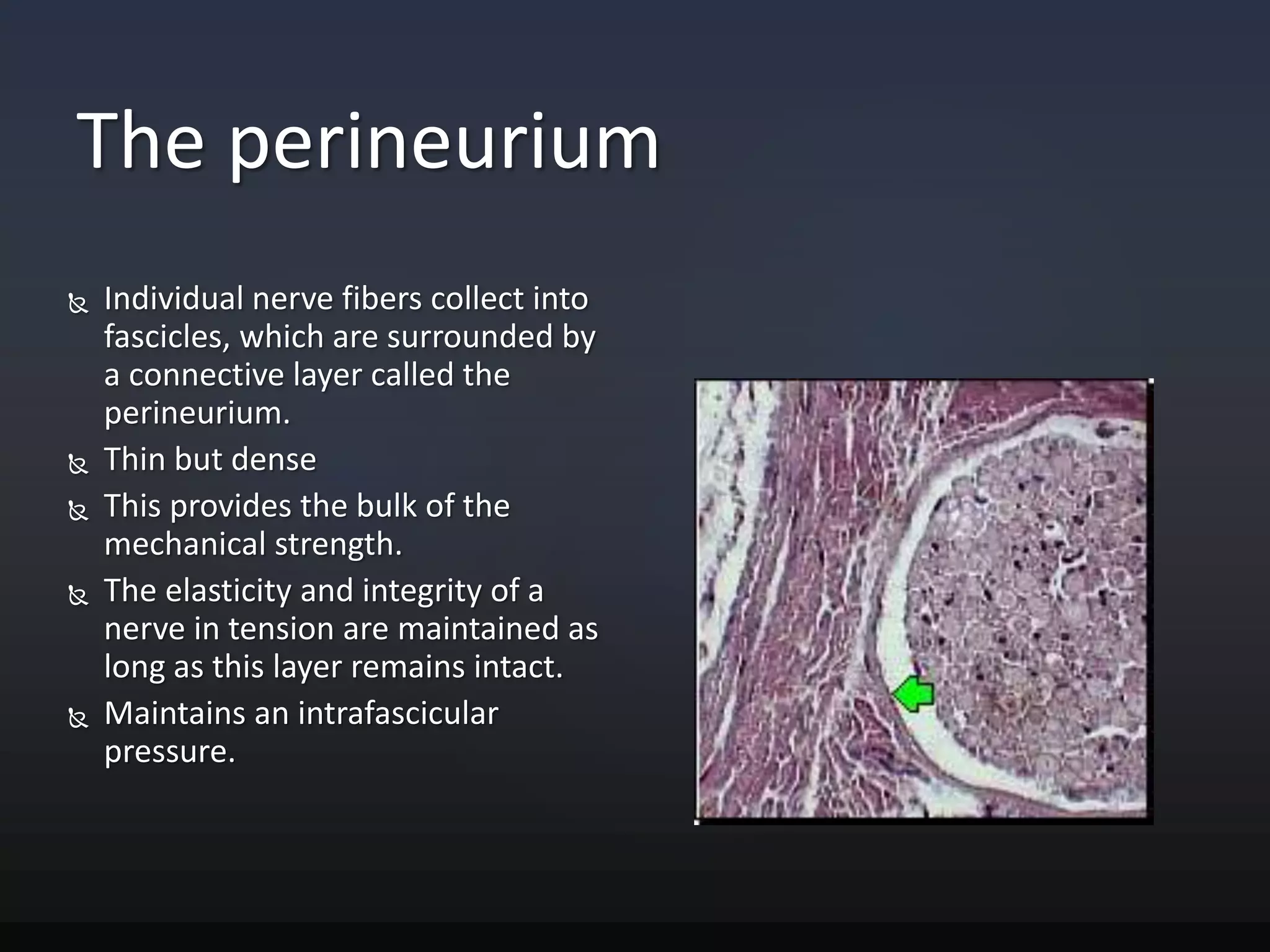 Microanatomy of the nerve | PPTX