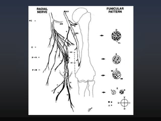 Microanatomy of the nerve | PPTX