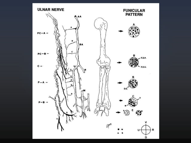 Microanatomy of the nerve | PPTX | Biological Sciences | Science
