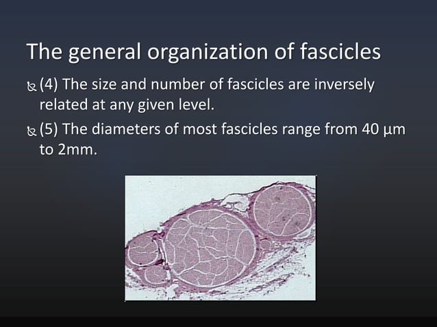 Microanatomy of the nerve | PPTX | Biological Sciences | Science