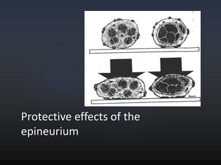 Microanatomy of the nerve | PPTX
