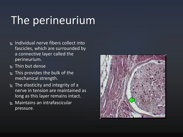 Microanatomy of the nerve | PPTX | Biological Sciences | Science