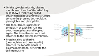 Microanatomy of the Oral Mucous Membrane.pptx