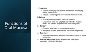 Microanatomy of the Oral Mucous Membrane.pptx