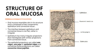 Microanatomy of the Oral Mucous Membrane.pptx