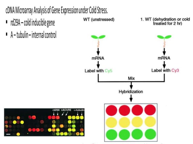 MICROARRAY.pptx
