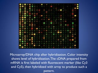 Microarray and dna chips for transcriptome study | PPTX