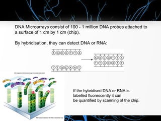 Microarray(cell biology) | PPT