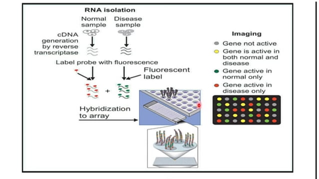 Microarray in crop improvement (3) (1).pptx