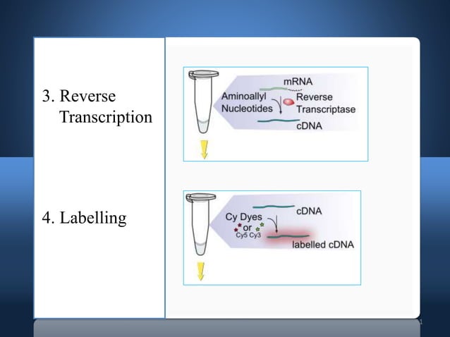 microarrayppt-170906064529.pdf | Chemistry | Science