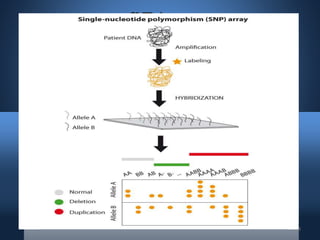 Microarray (DNA and SNP microarray) | PPT