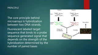 DNA microarray ppt | PPTX | Biological Sciences | Science