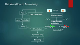 DNA microarray ppt | PPTX
